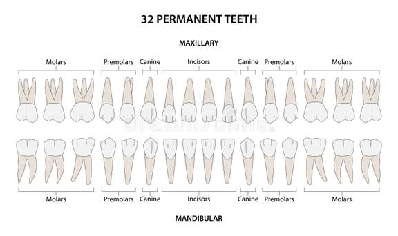 Permanent Teeth. Labeled Diagrame. Stock Vector - Illustration of logo ...