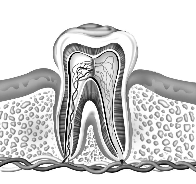 Bouche De Dentiste Dessin Interieur L Stock Illustrations, Vecteurs ...