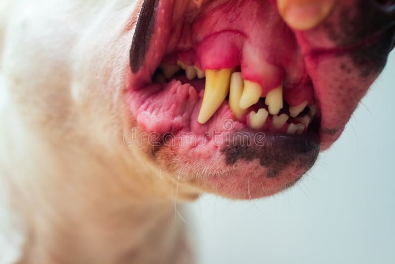 Dent De Chien De Bull-terrier Image stock - Image du purebred, pedigree ...
