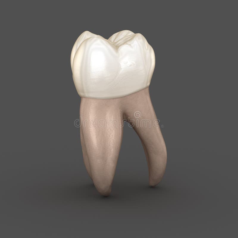 Dental Anatomy - First Maxillary Molar Tooth. Medically Accurate Dental ...