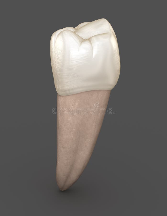 Dental Anatomy - Mandibular Second Premolar Tooth. Medically Accurate ...
