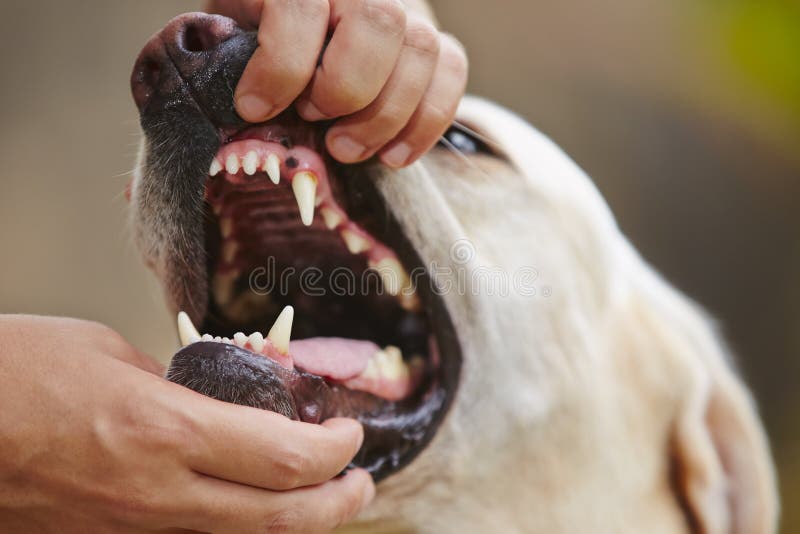 Dental check stock photo. Image of close, health, sharp - 34161908