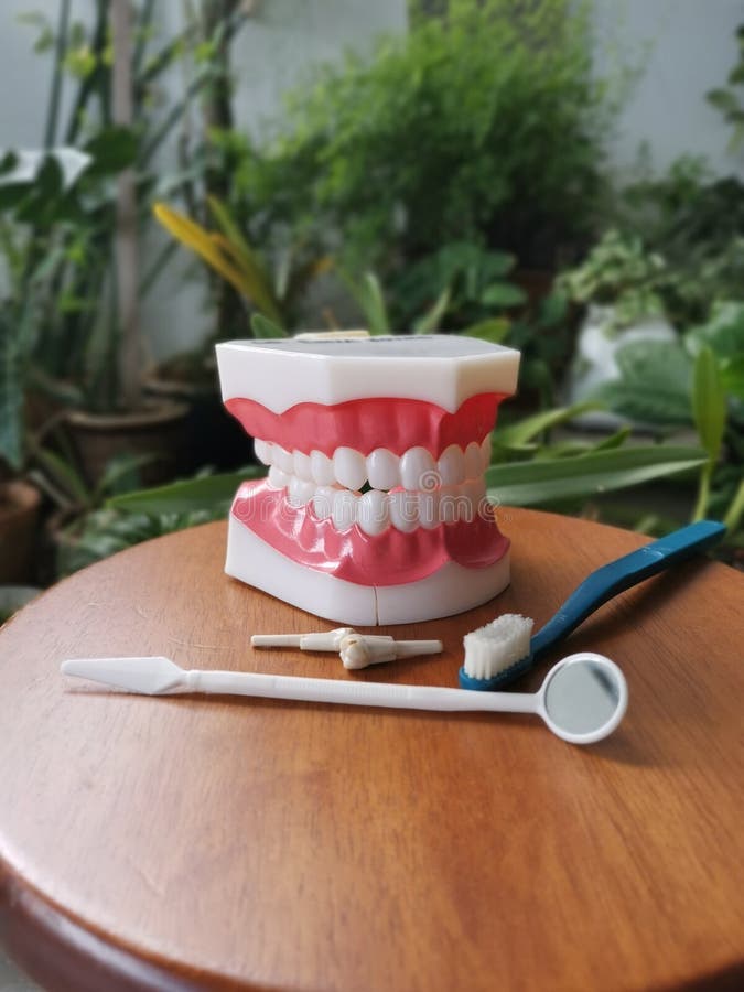 The Dental Denture Model for Oral Care. Stock Image - Image of ...