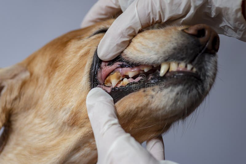 Dental Disease in a Dog, Dental Stone 2019 Stock Photo - Image of ...