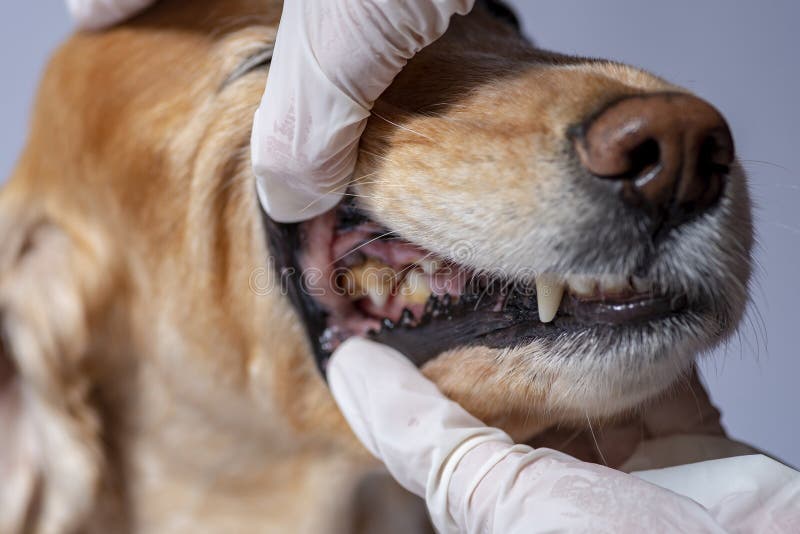 Dental Disease in a Dog, Dental Stone 2019 Stock Photo - Image of ...
