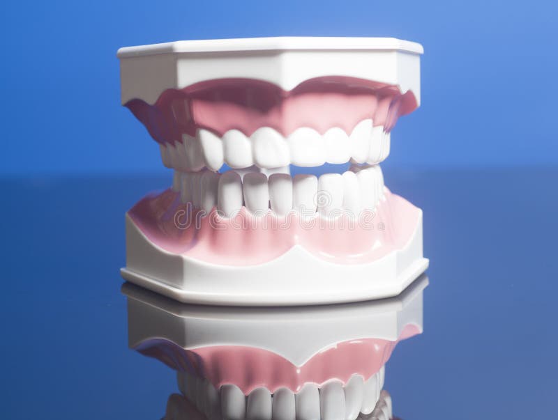 Dental human teeth model stock photo. Image of periodontal - 115760596