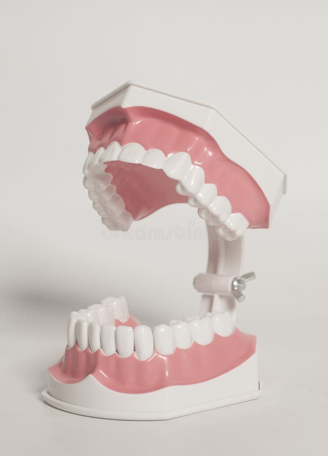 Dental human teeth model stock photo. Image of orthodontal - 105275400