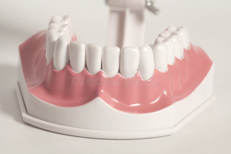 Dental human teeth model stock photo. Image of cavity - 145046840