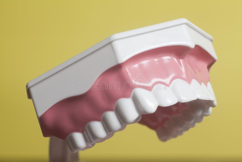 Dental human teeth model stock image. Image of anatomy - 116361875