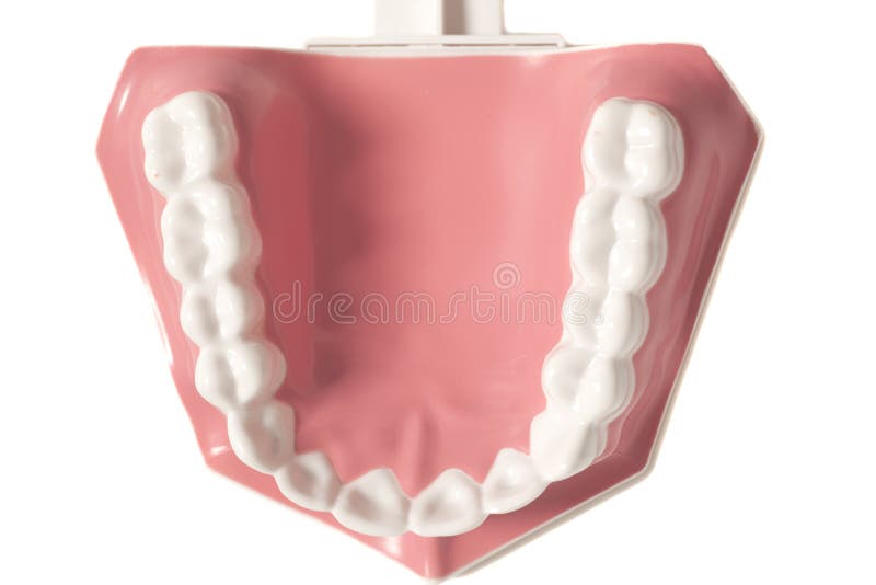Dental human teeth model stock photo. Image of clean - 105656256
