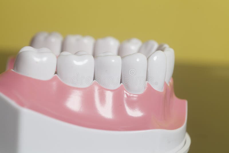 Dental human teeth model stock image. Image of enamel - 115897727