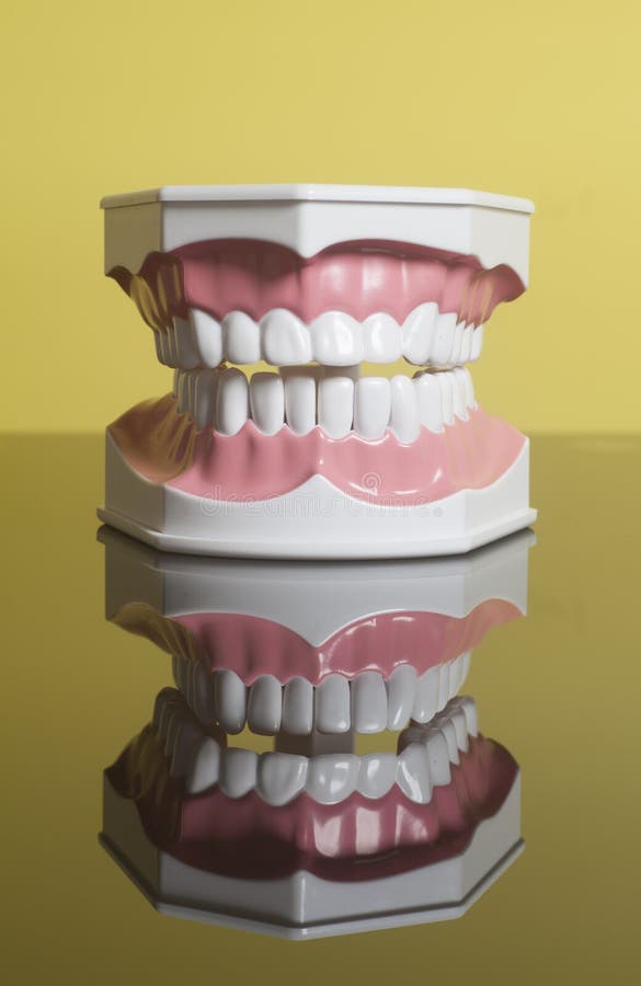 Dental human teeth model stock photo. Image of chew - 116116192