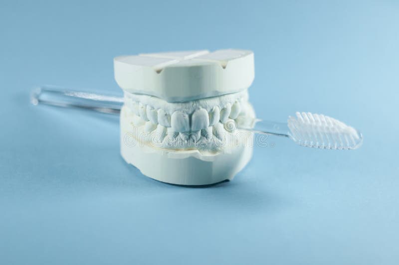 Dental Impression with Toothbrush Stock Image - Image of healthy, white ...