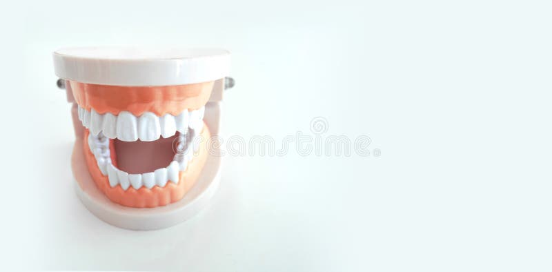 Dental Jaw Model Upper Lower Front View and White Teeth for Oral ...
