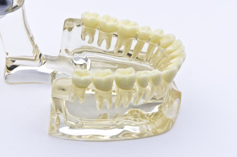 Dental model stock photo. Image of transparent, dental - 13325970