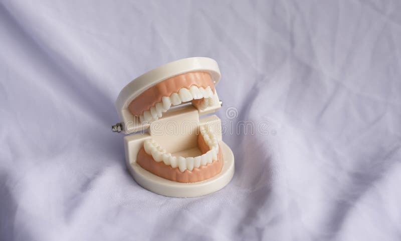 Dental Model,beautiful Teeth,made from Plastic Stock Photo - Image of ...