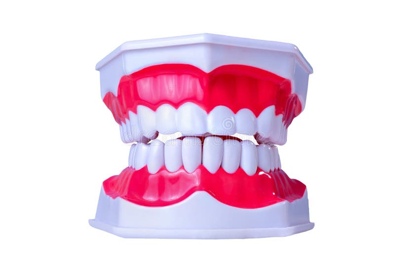 Dental Model Red Gums White Teeth Educational Use Stock Photos - Free ...