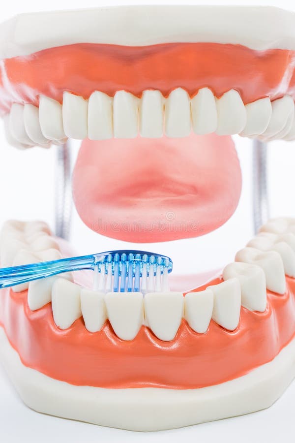 Dental model,teeth model stock image. Image of brightly - 77614387