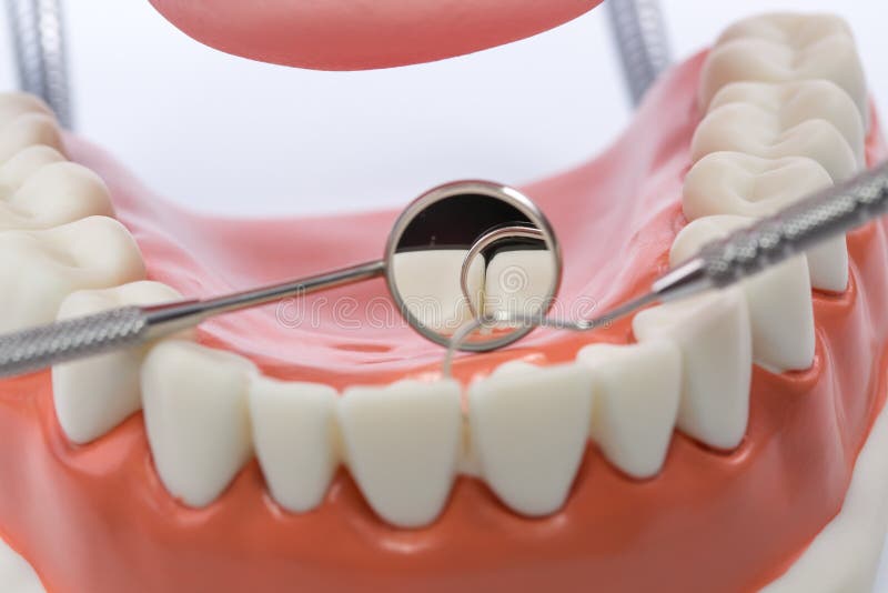 Dental model,teeth model stock image. Image of mirror - 77614919