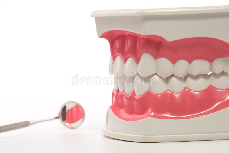 Dental model,teeth model stock image. Image of ortho - 77666747