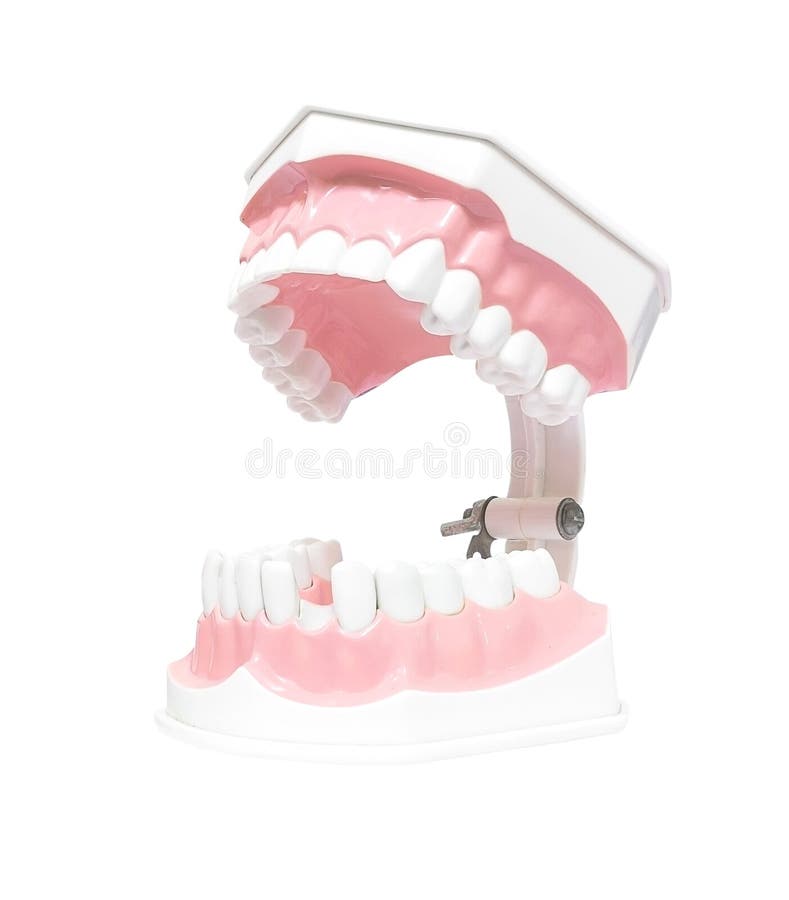 Dental Model of Teeth stock image. Image of corona, anatomy - 85464025