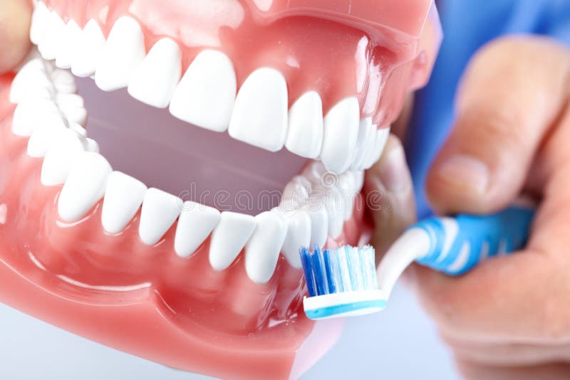 Dental Model and Teethbrush Stock Image - Image of care, brush: 17821155
