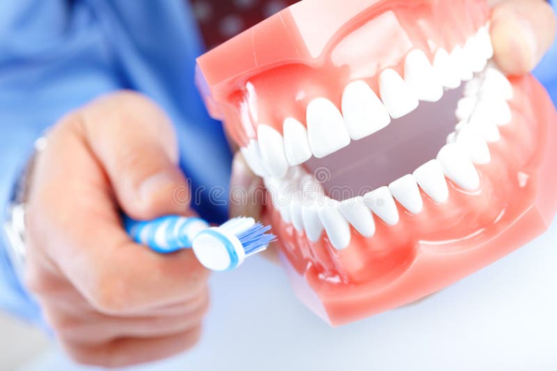 Tooth Brush and Orthodontic Model Used in Dentistry for Demonstration ...