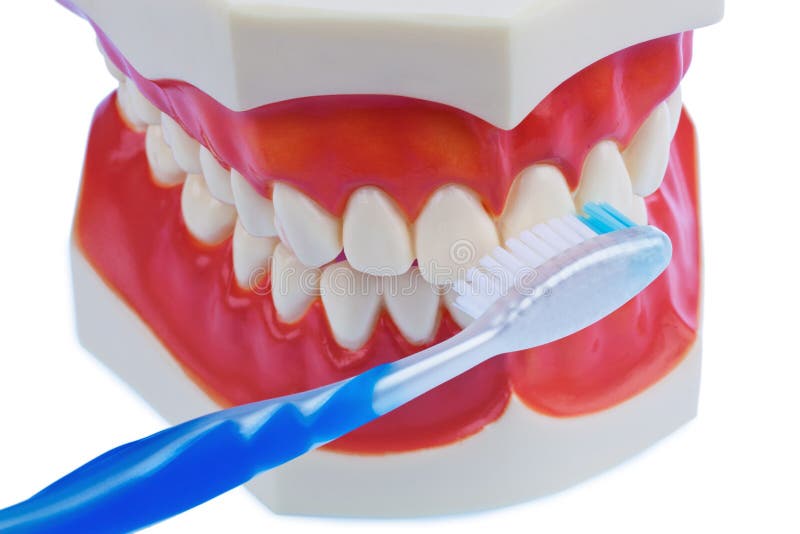 Dental Model with a Toothbrush when Brushing Teeth Stock Image - Image ...