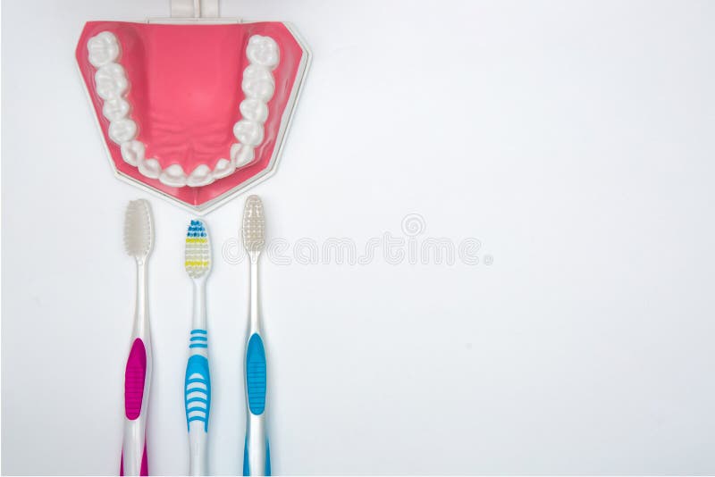 Dental Model and Toothbrush Stock Image - Image of prevention ...