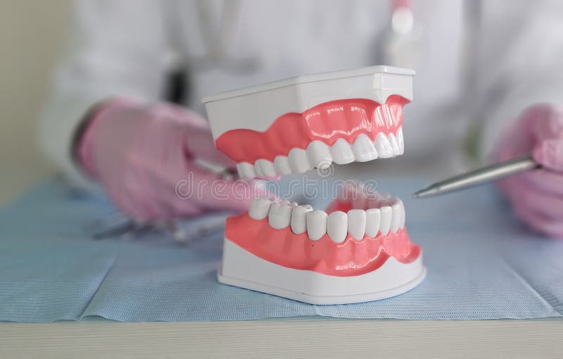 Dental Professional Demonstrating Dental Anatomy with Model of Teeth ...
