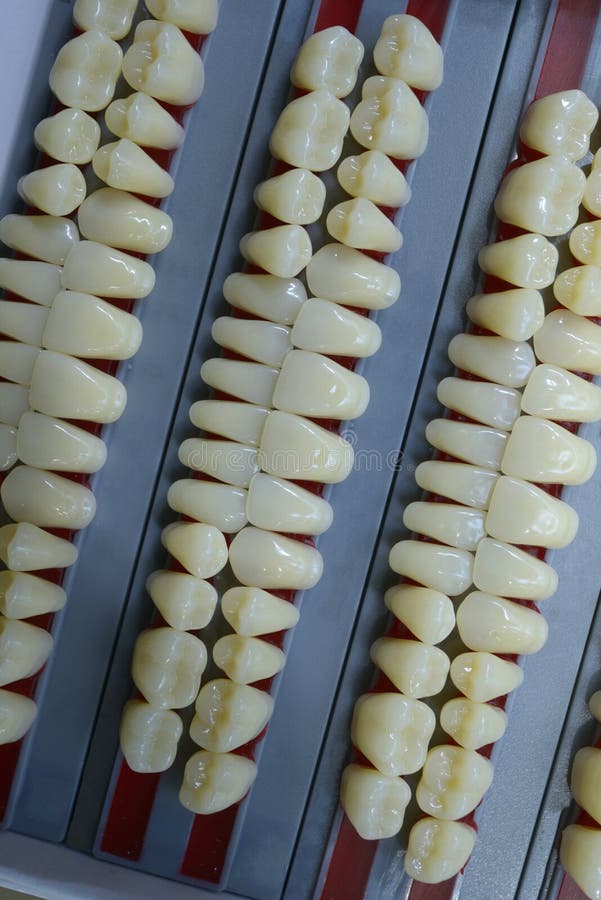Dental Prosthesis, Human Teeth, Placed on a Counter at the Store Stock ...