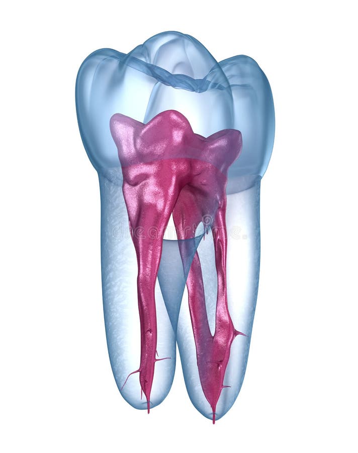 Dental Root Anatomy - First Maxillary Molar Tooth. Medically Accurate ...
