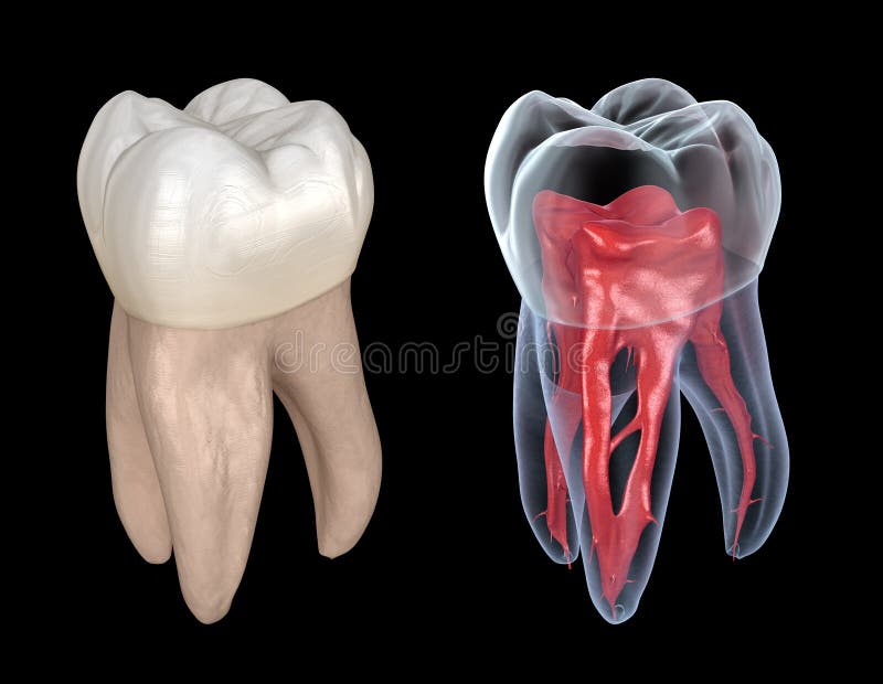 Dental Root Anatomy - First Maxillary Molar Tooth. Medically Accurate ...