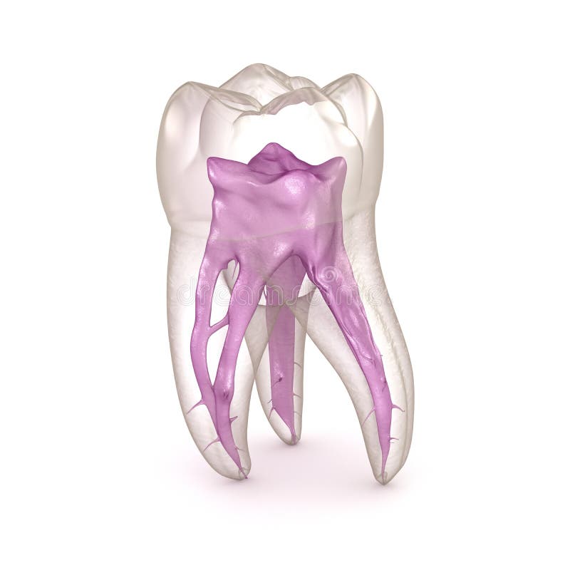 Dental Root Anatomy - First Maxillary Molar Tooth. Medically Accurate ...