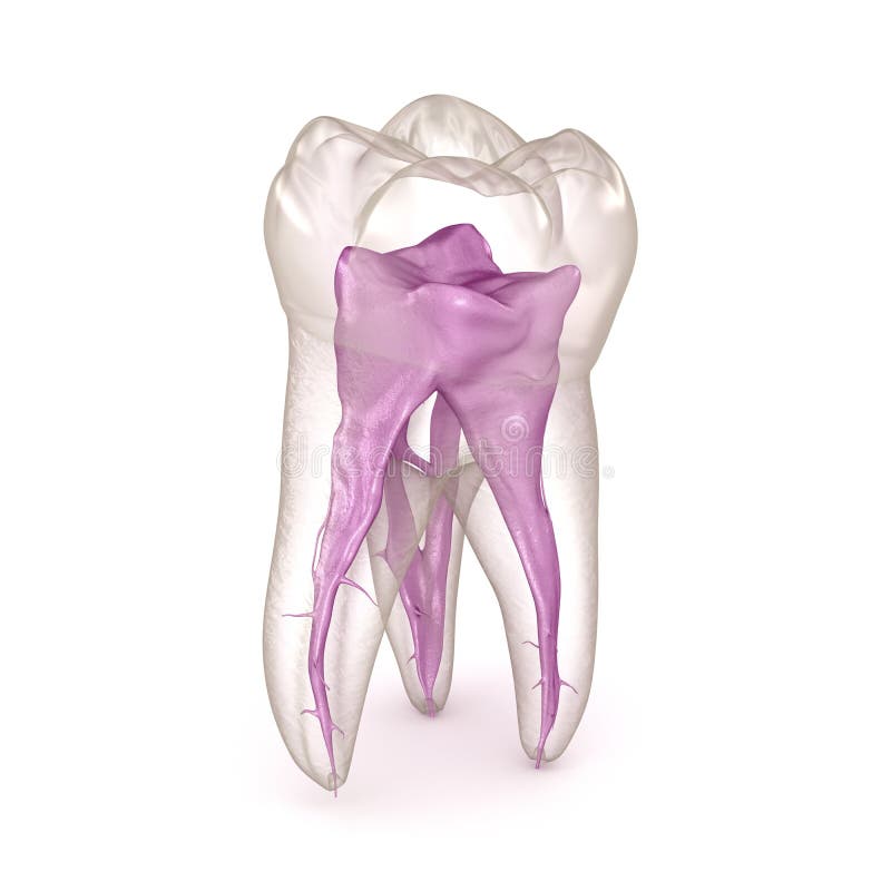 Dental Root Anatomy - First Maxillary Molar Tooth. Medically Accurate ...