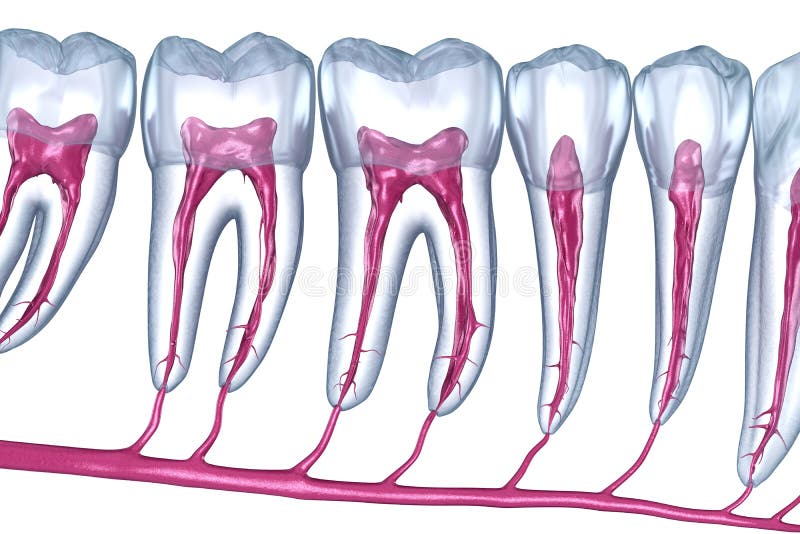 Dental Root Anatomy, Xray View. Medically Accurate Dental 3D ...