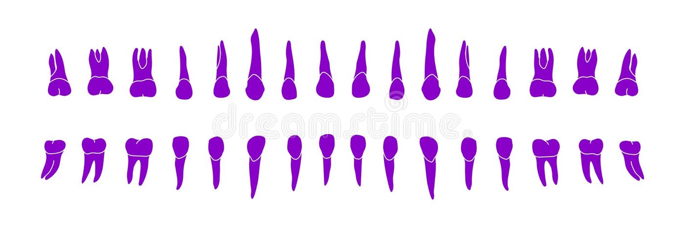 Dental Arch Stock Illustrations – 294 Dental Arch Stock Illustrations ...