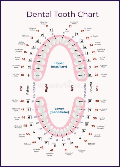 Dental Tooth Chart Dental Tooth Chart Illustration, Human Anatomy ...