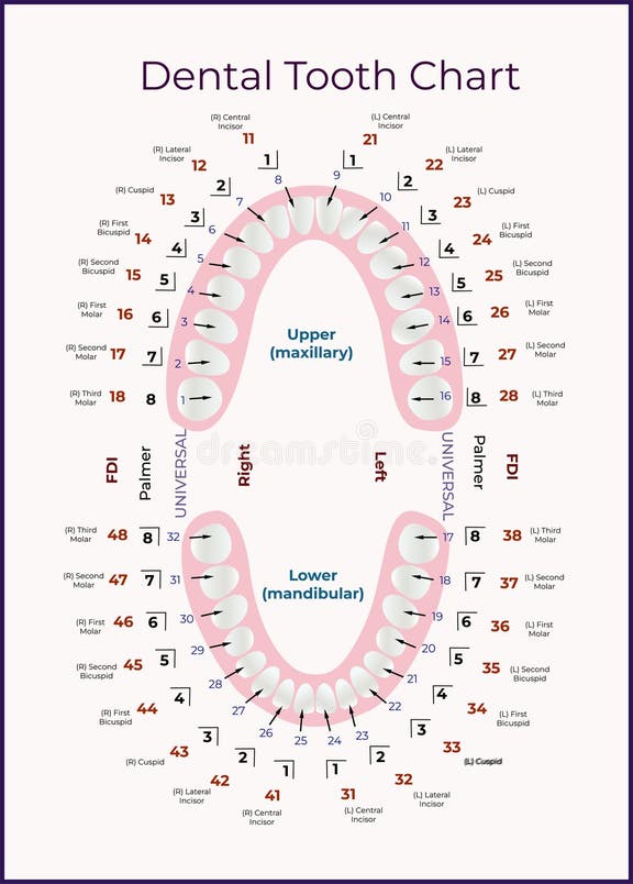 Dental Tooth Chart Dental Tooth Chart Illustration, Human Anatomy ...