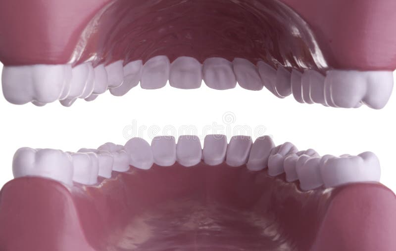 Detail of Teeth or Tooth Model from Inside of Mouth Stock Image - Image ...