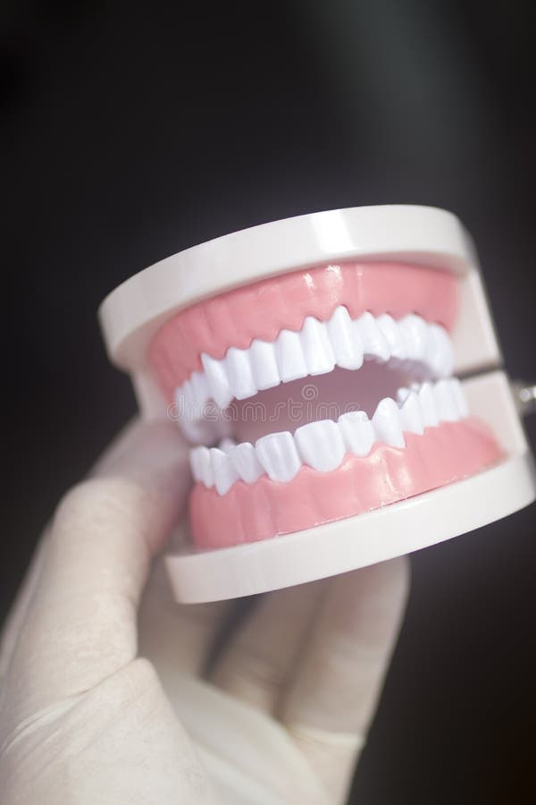 Dental white teeth model stock photo. Image of health - 203131416