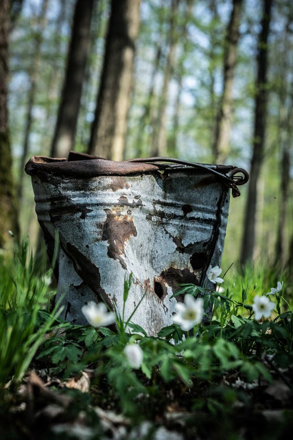 Dented Bucket in the Forest Stock Photo - Image of grey, iron: 183930290