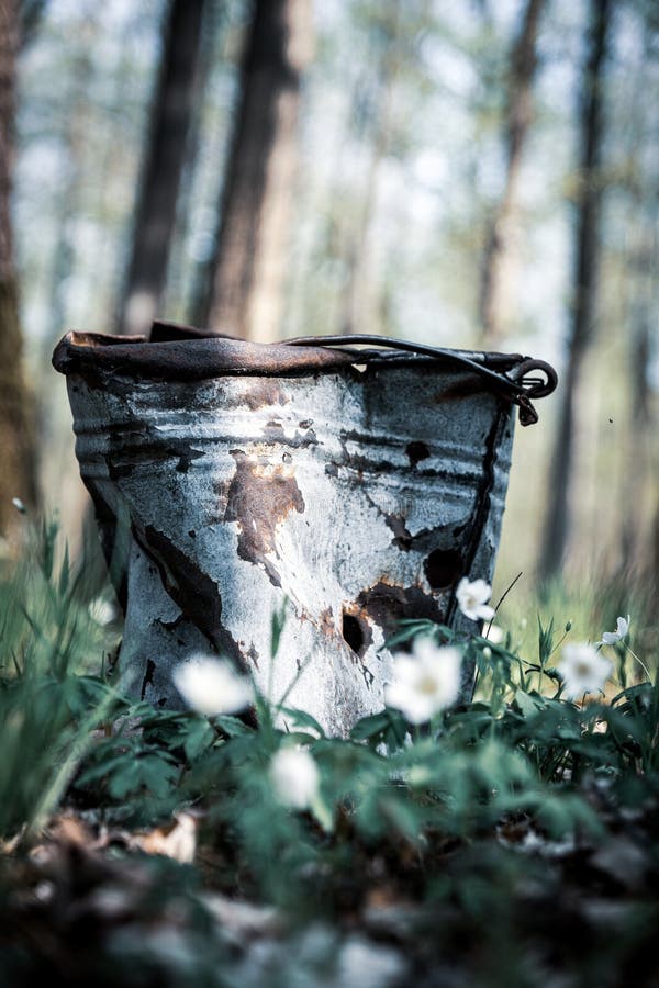 Dented Bucket in the Forest Stock Photo - Image of metal, retro: 183930356