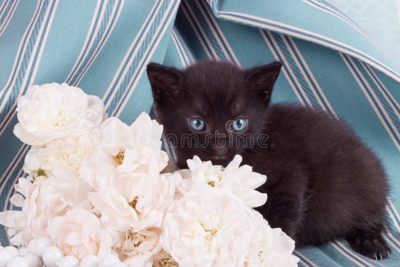 Dentelez Une Rose Blanche Avec Le Chaton Mignon Photo stock - Image du ...