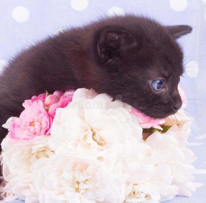 Dentelez Une Rose Blanche Avec Le Chaton Mignon Photo stock - Image of ...