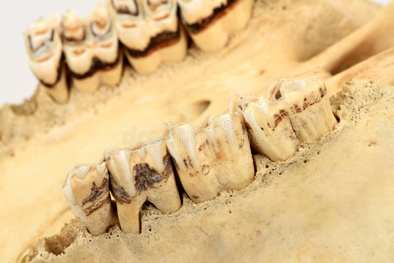 Dentes de vaca foto de stock. Imagem de mola, anatomia - 74432556