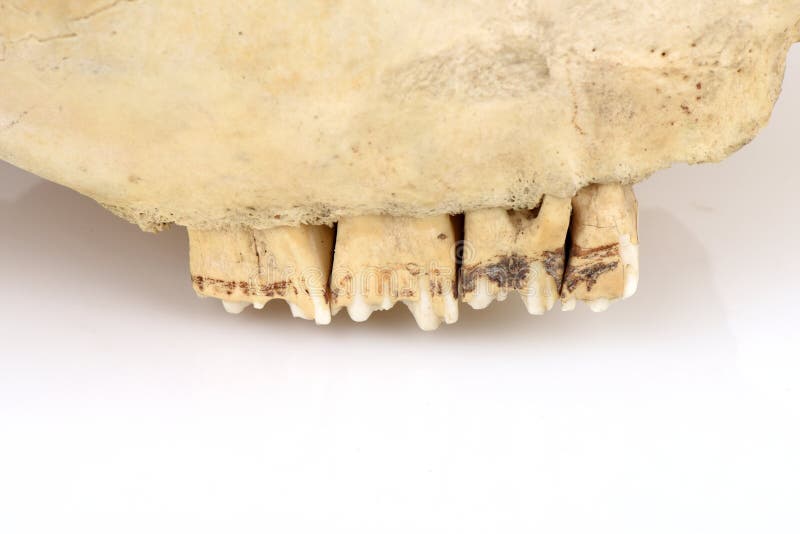 Dentes da vaca foto de stock. Imagem de mola, anatomia - 74432556