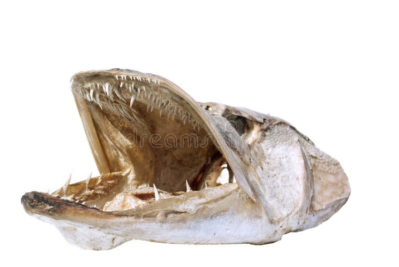 Dentes dos peixes foto de stock. Imagem de secado, peixes - 19315382