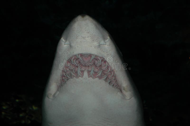 Dentes e boca do tubarão foto de stock. Imagem de enorme - 1588092