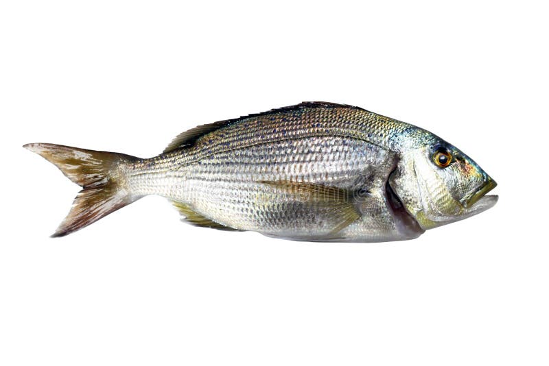 Dentex Fish stock photo. Image of cook, fishery, cuisine - 12203356